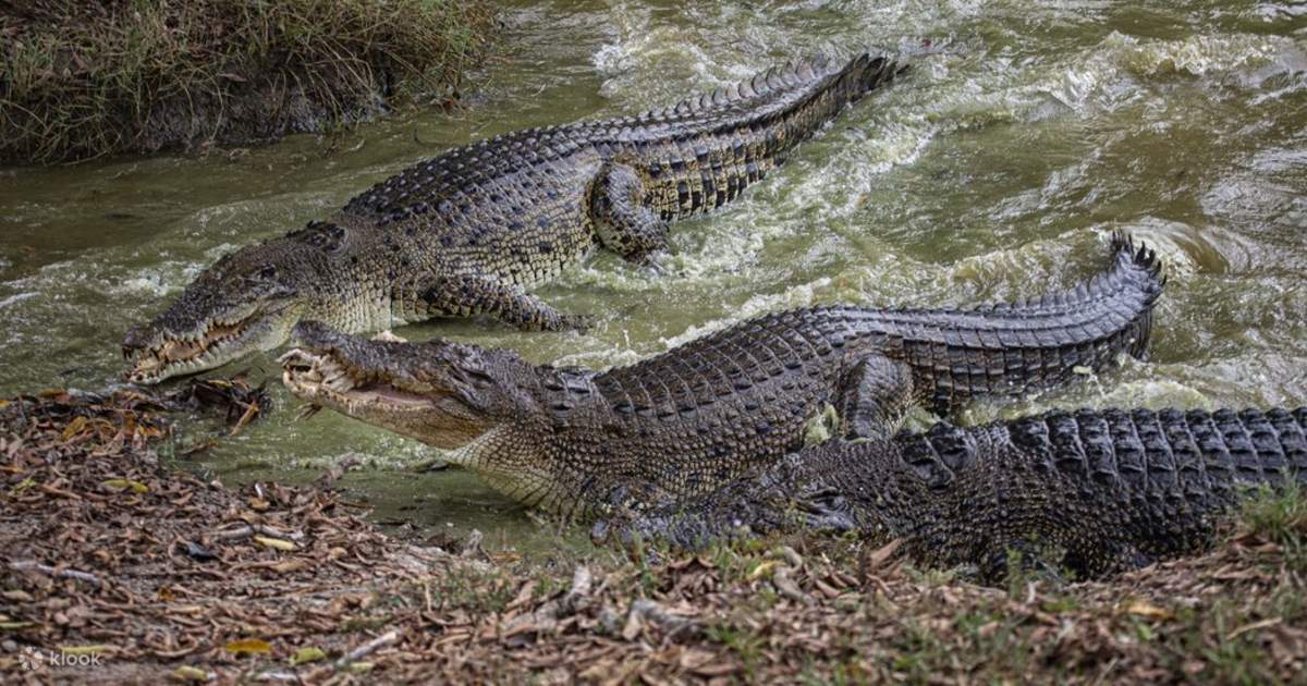Paya Indah Discovery Wetlands Experience at Gamuda Cove Selangor ...