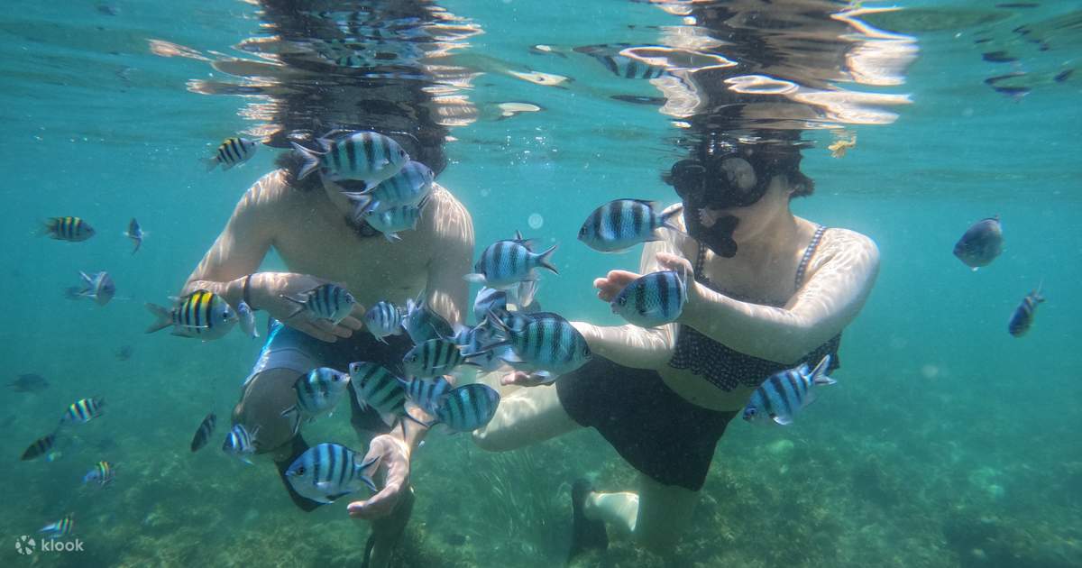 Bintan Snorkeling With Bintan Transport - Klook New Zealand