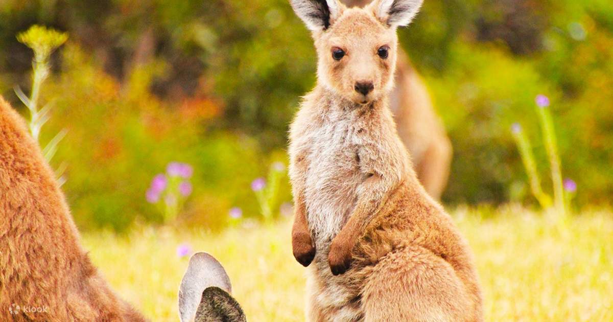 Road to Kangaroo Island Tour - Klook United States