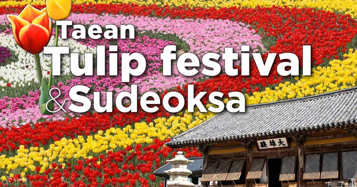 Taean Tulip Festival and Suspension Bridge Tour from Seoul - Klook