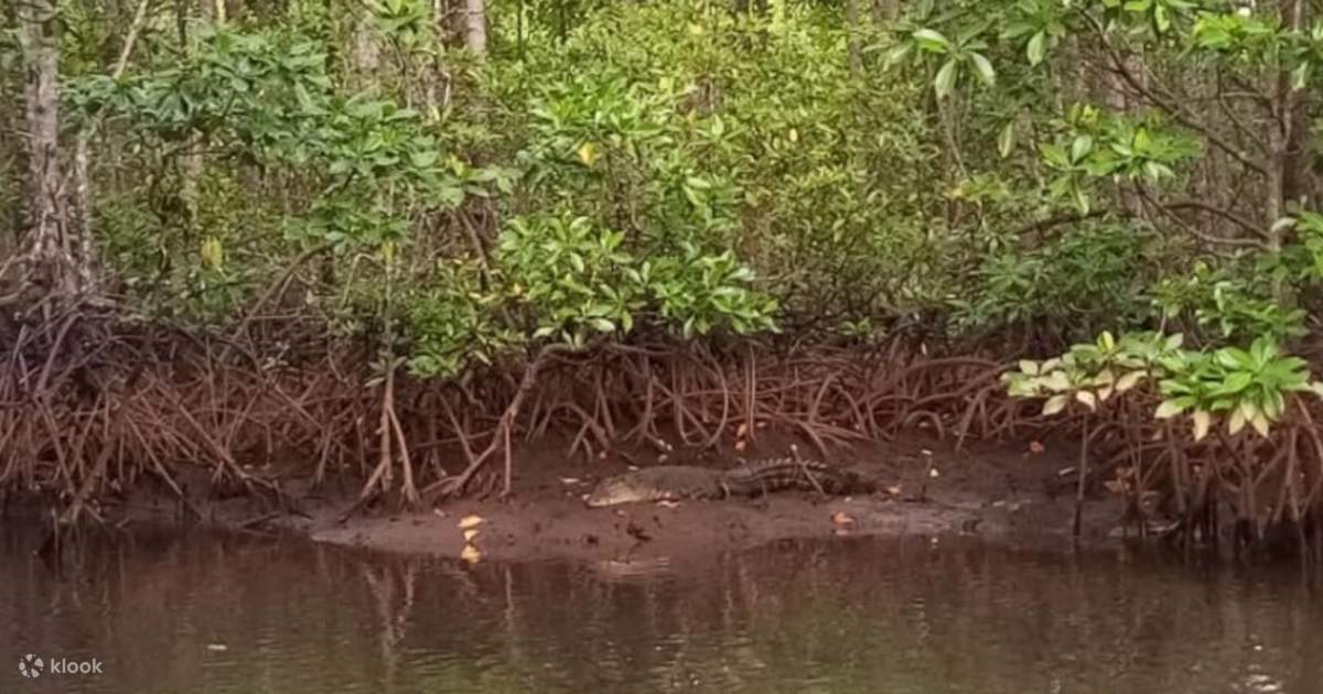 Proboscis Monkey Discovery Tour in Sabah - Klook