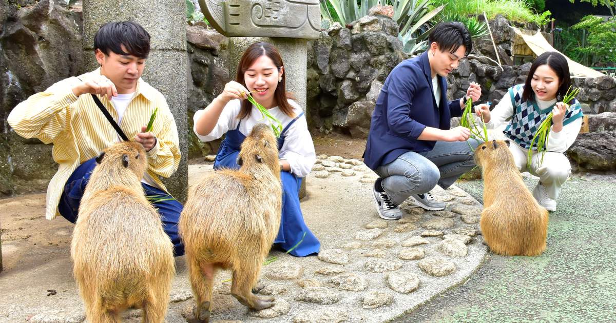 Ticket für den Izu Shaboten Zoo in Nagoya - Klook, Vereinigte Staaten