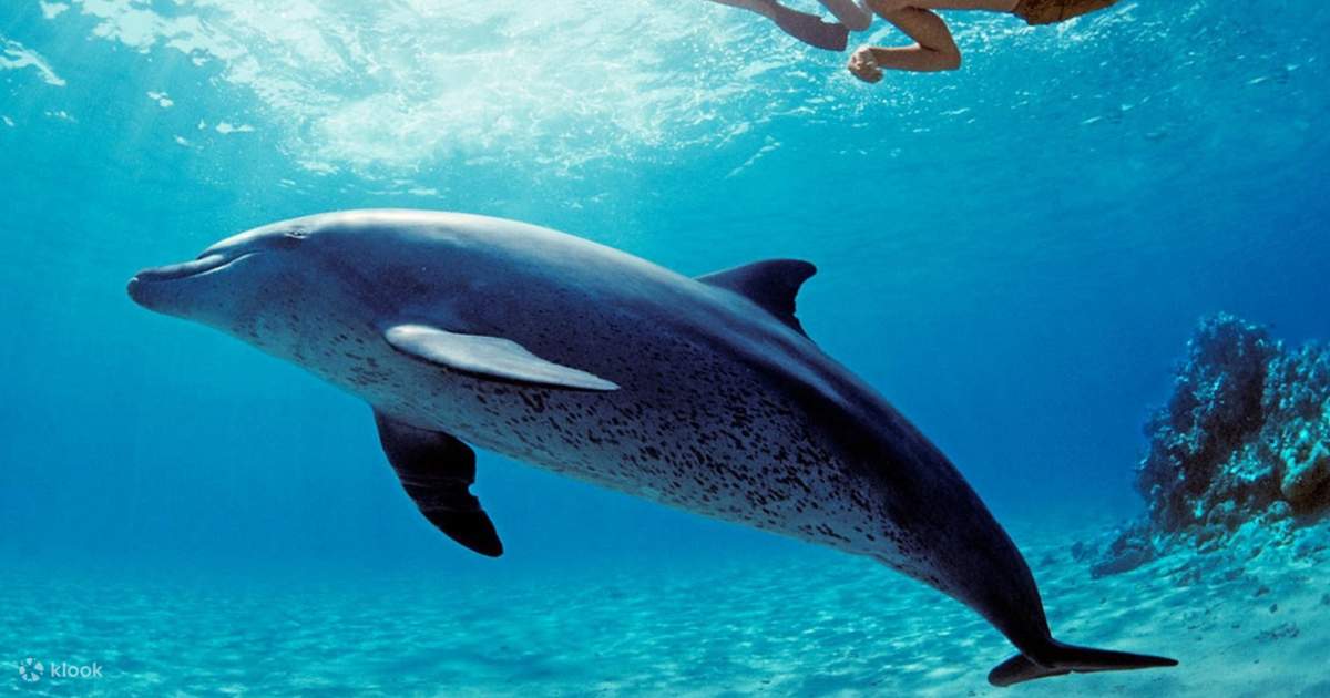 Dolphin House Reef Snorkeling Sea Trip With Transfer - Marsa Alam - Klook