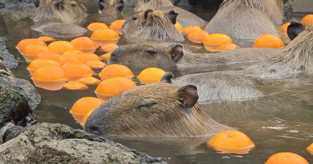 Mt.Omuro & Capybara Cuddles Tour from Tokyo - Klook Australia