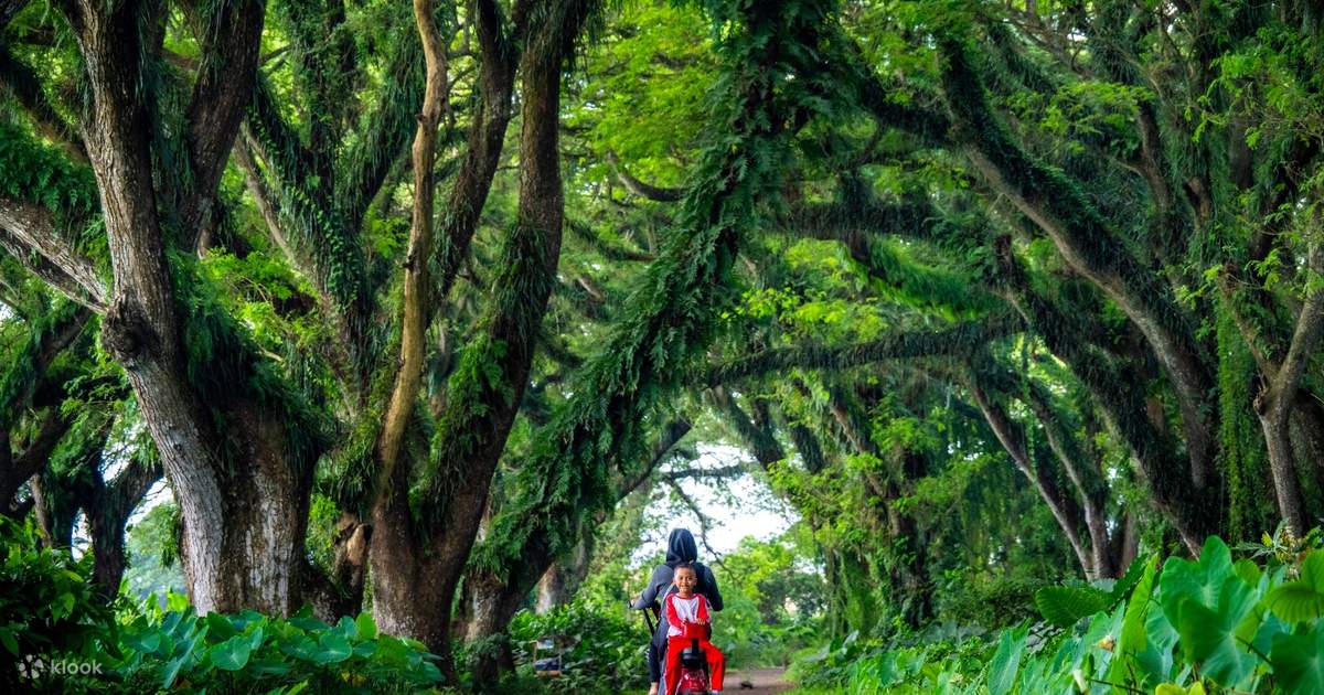 参加从外南梦出发的Banyuwangi Hidden Gem一日游 - Klook客路