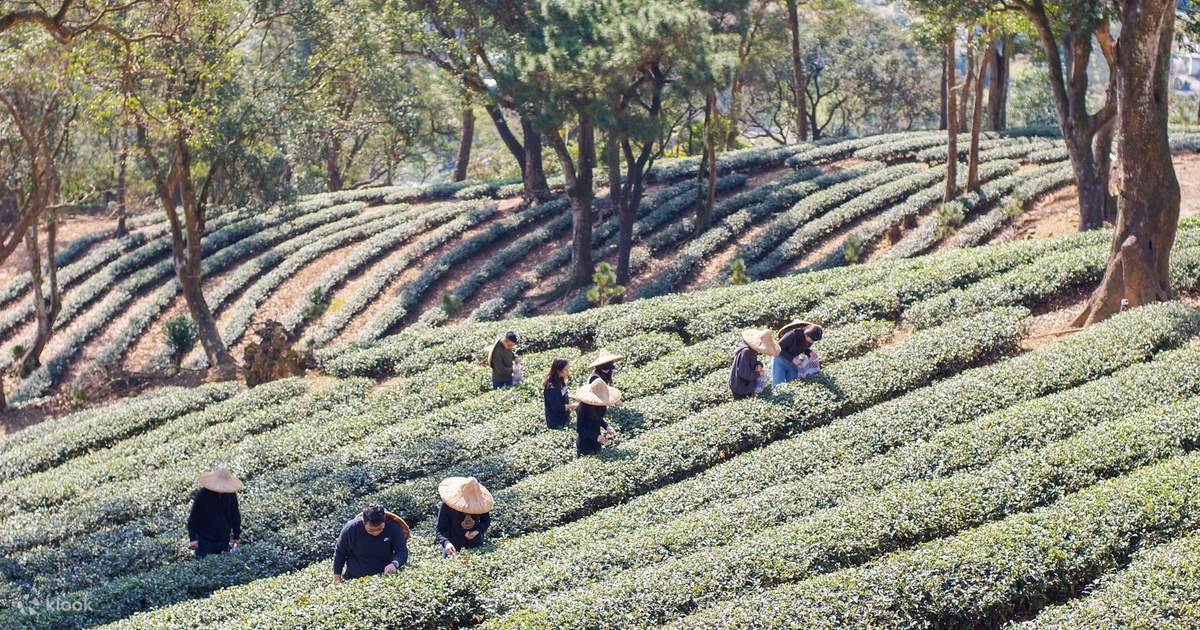 Tea tasting & tea garden tour & tea rolling experience - Klook