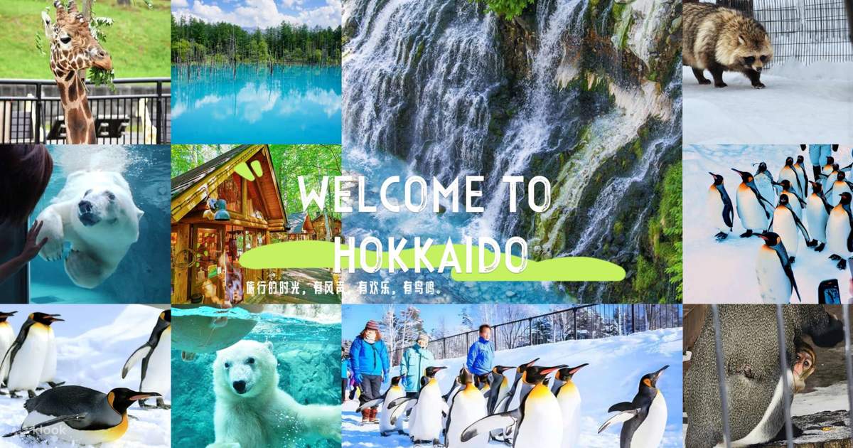 Hokkaido Classic Day Tour｜Asahiyama Zoo＋Biei Blue Pond＋Elf Terrace ...