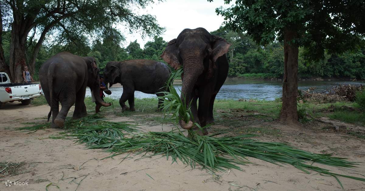 Kanchanaburi Elephant World Private Tour From Bangkok - Klook