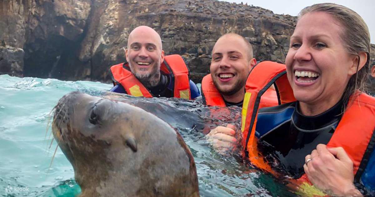 Experience Palomino Islands Swimming with Sea Lions from Lima - Klook