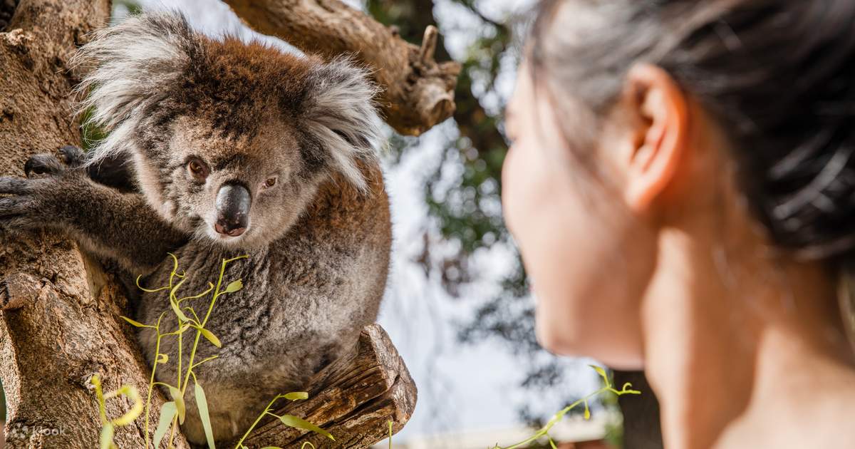 Adelaide Zoo Admission - Klook Australia