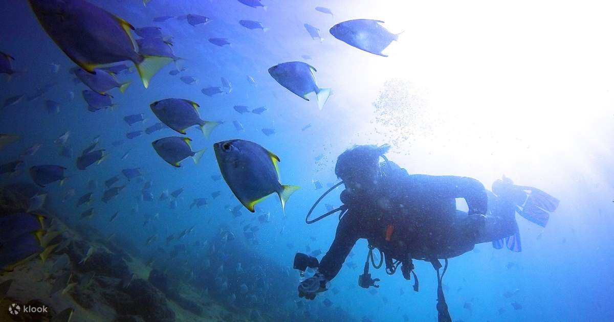 Gold Coast Introductory Scuba Diving Experience, Australia - Klook ...