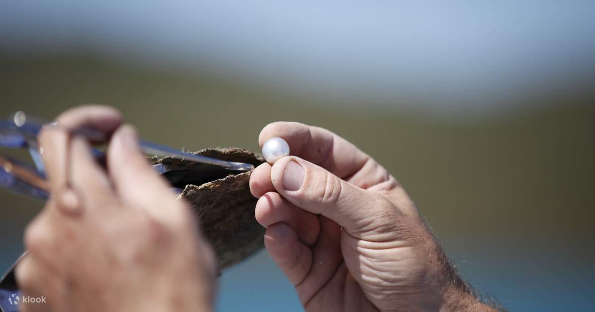 Paspaley Pearl Farm Tour - Klook Australia
