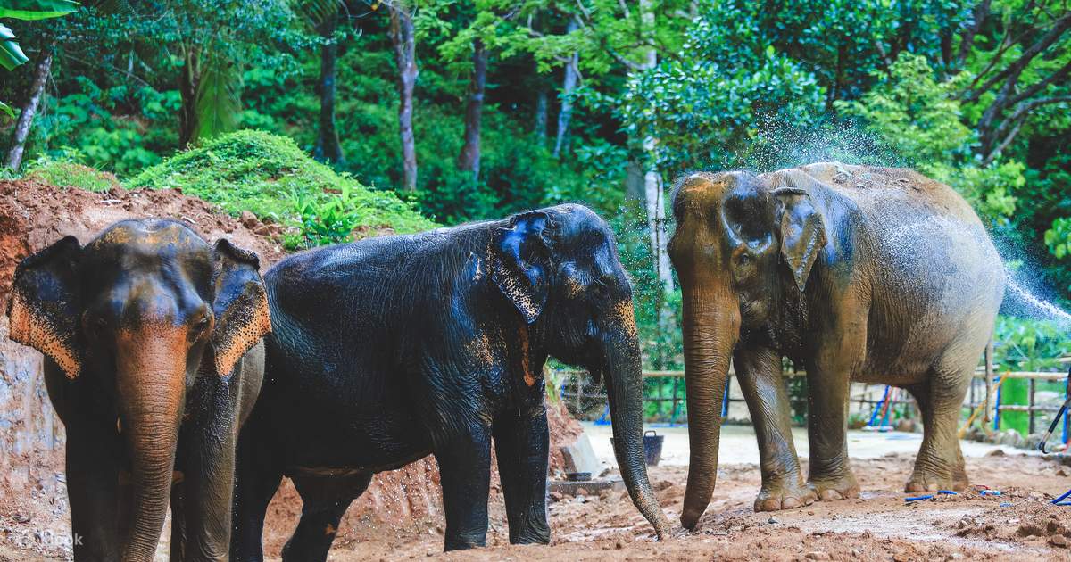 Patong Elephant Hug Experience in Phuket - Klook