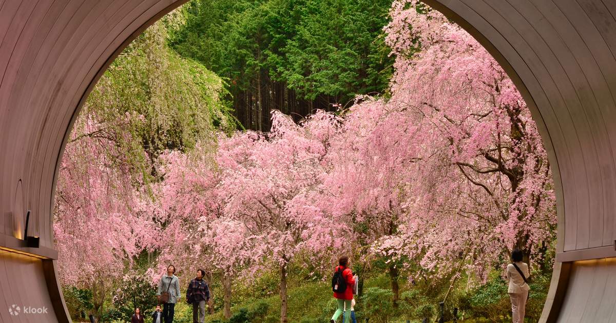 MIHO MUSEUM & Hikone Castle Day Tour from Nagoya - Klook Canada