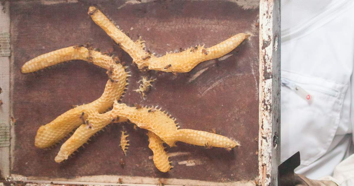 Live Bee Show And Tasting in Sunshine Coast - Klook United Kingdom