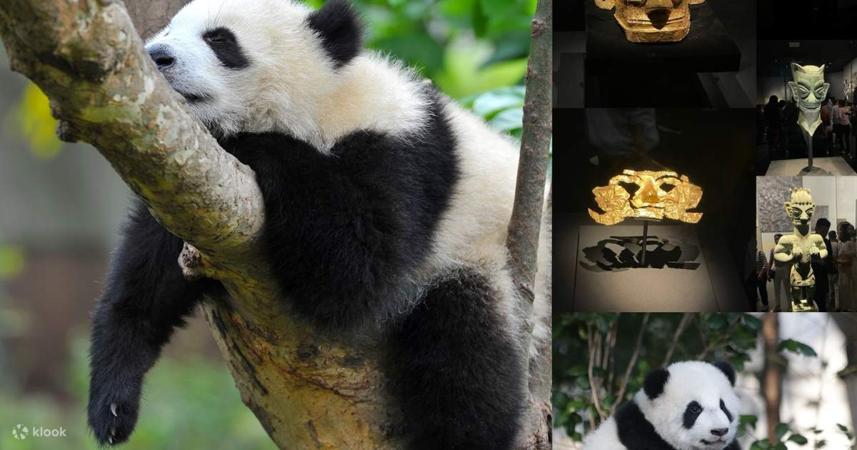 Tur satu hari Pangkalan Panda Chengdu + Museum Sanxingdui (rute tur ...