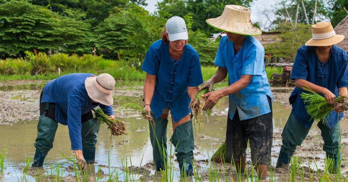 Plough to Plate A Rice Experience in Phetchaburi - Klook