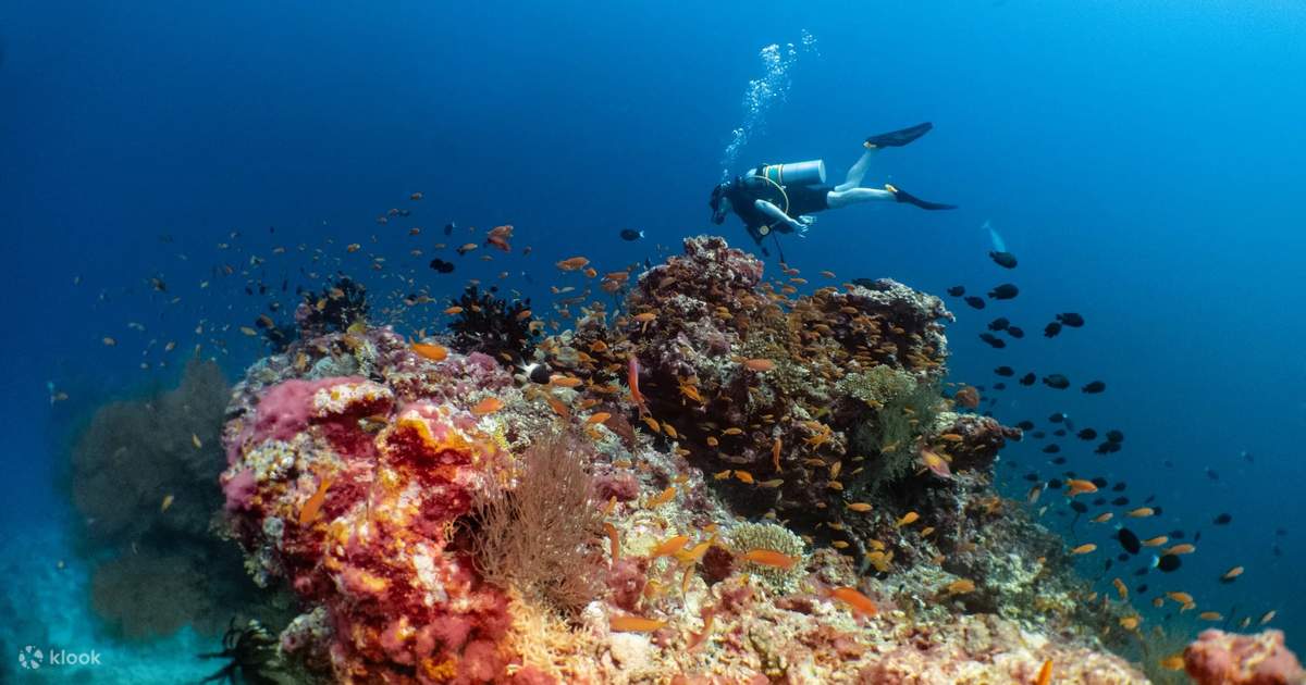 Menyelami Kedalaman Samudera: Penyelam Perairan Terbuka di Atol Baa ...