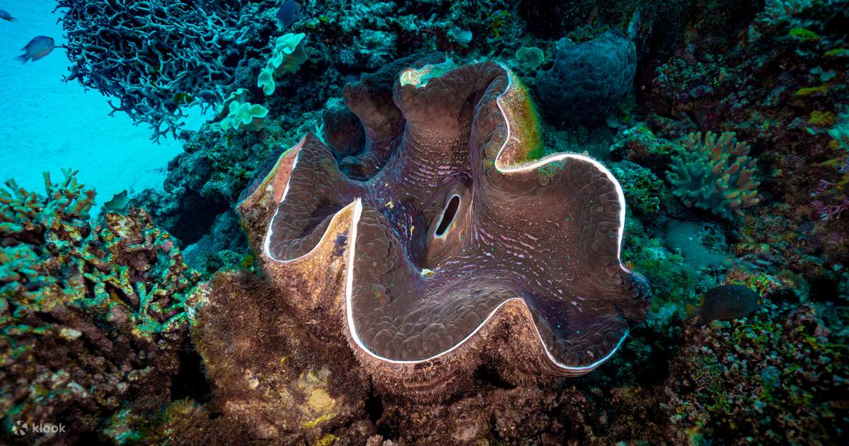Experience the Thrill of Giant Clam Dive in Tokoriki Island with PADI 5 ...