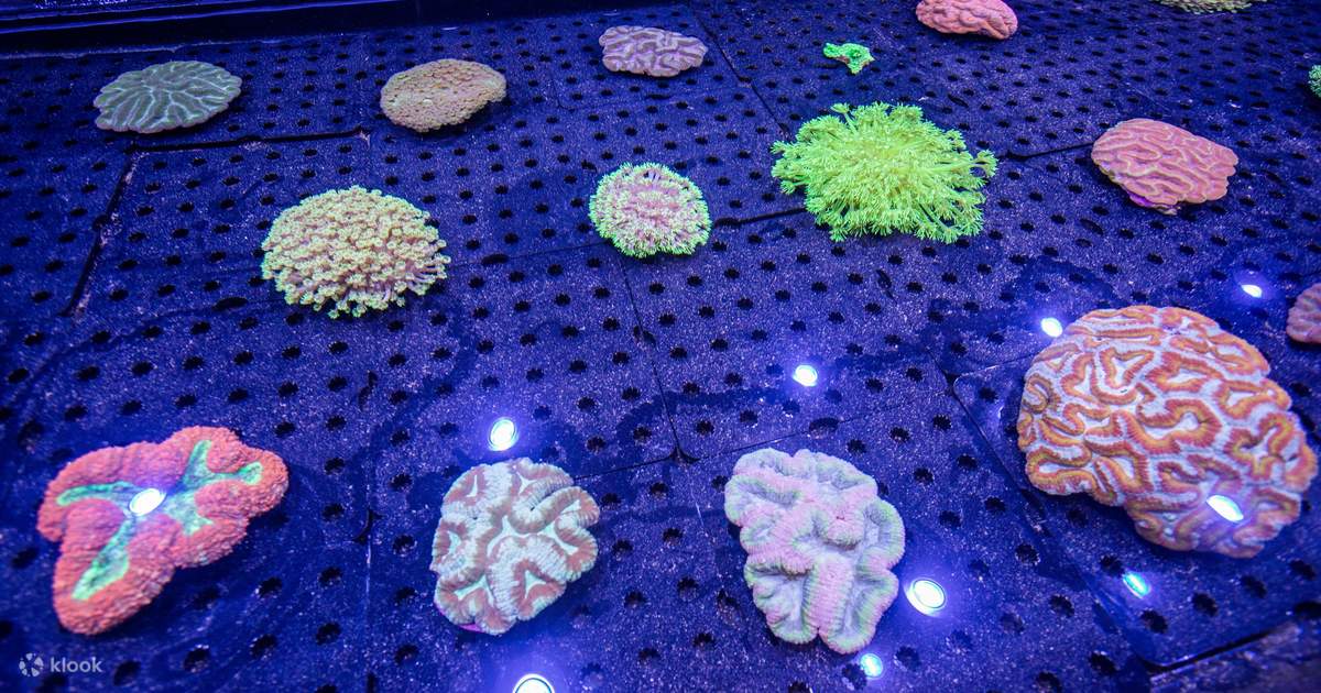 Admission générale et visite de la biobanque de coraux - Klook États-Unis