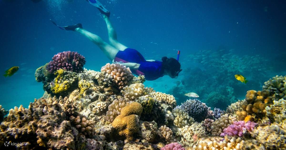 Giftun Island Snorkeling Day Tour - Klook