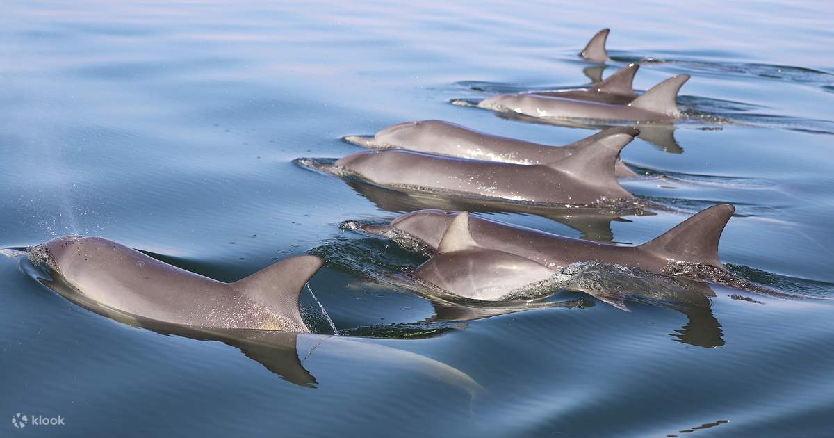 Mandurah Dolphin and Scenic Canal Cruise Trip from Perth - Klook Singapore