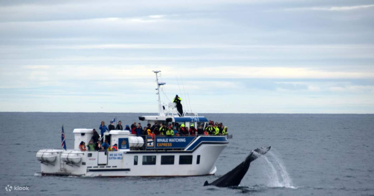 Whale Watching Express Tour in Reykjavik - Klook Stati Uniti