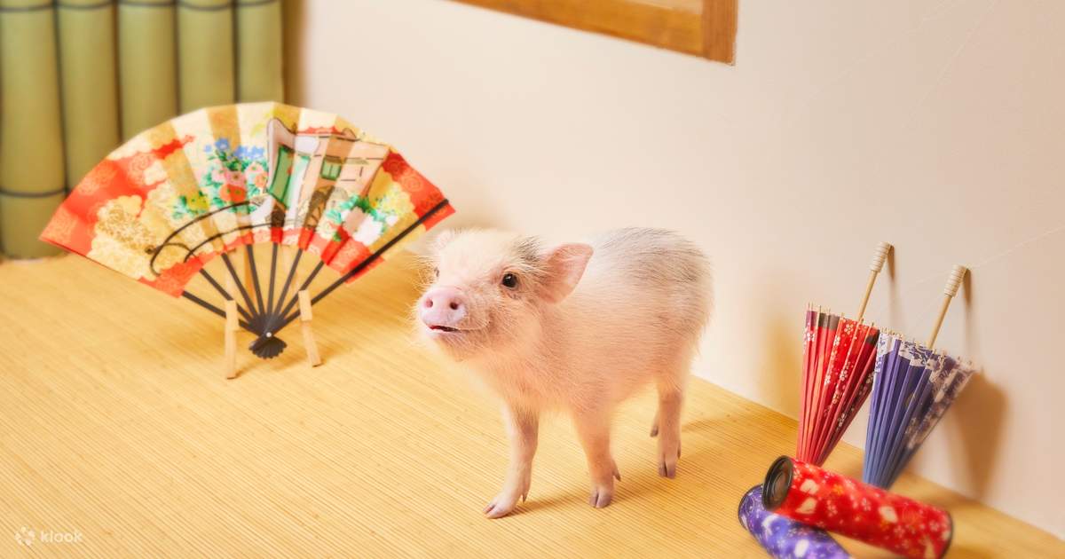 Micro Pig Cafe Experience in Kyoto - Klook