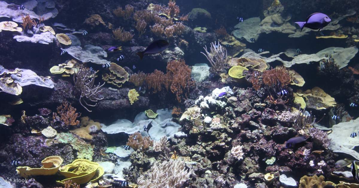 预订巴黎水族馆门票，观赏10000多种海洋生物 Klook客路