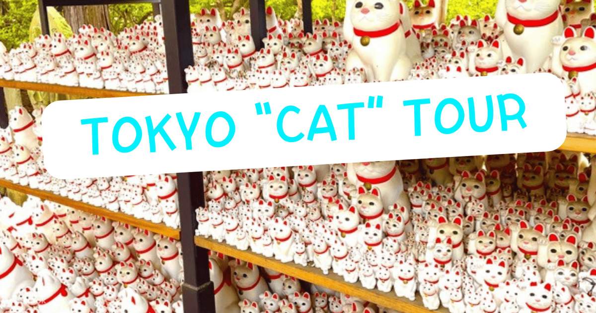 Gotokuji Cat temple, Shinjuku Cat cafe and 3D Cat tour (Tokyo) - Klook ...