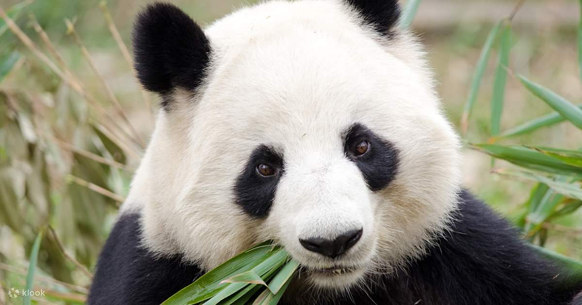 Chengdu Panda Base & Leshan Giant Buddha One Day Join-in Group Tour ...