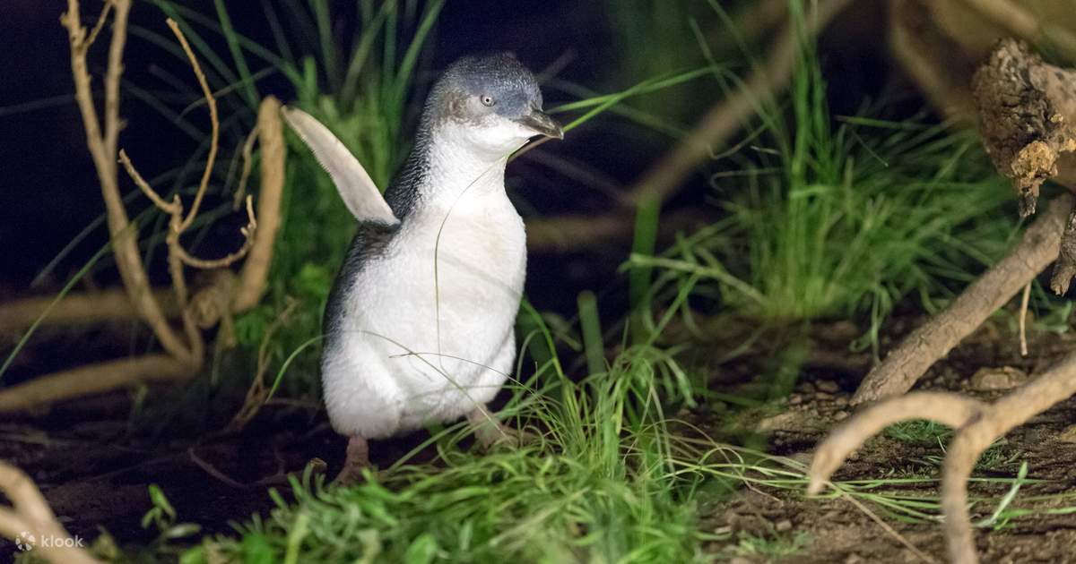 Penguin Parade Phillip Island Tour from Melbourne - Klook