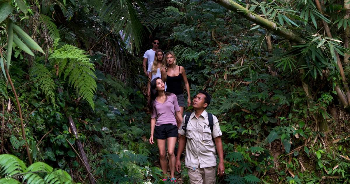 Tropical Trekking di Desa Taro oleh Mason Adventures di Bali - Klook ...