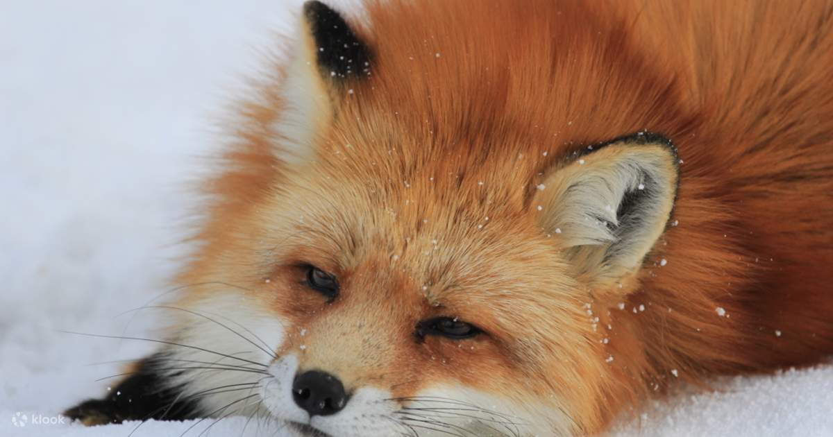 Zao Fox Village and Matsushima Coast Trip from Sendai, Japan - Klook ...