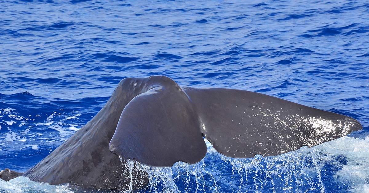 Hualien: Whale World Whale Watching Ecological Tour (Additional New ...