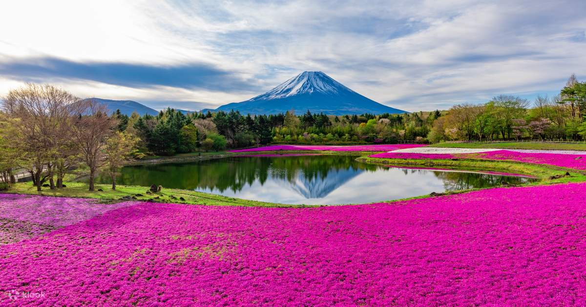 Fuji Shibasakura Festival + Direct Access Bus Ticket - Klook