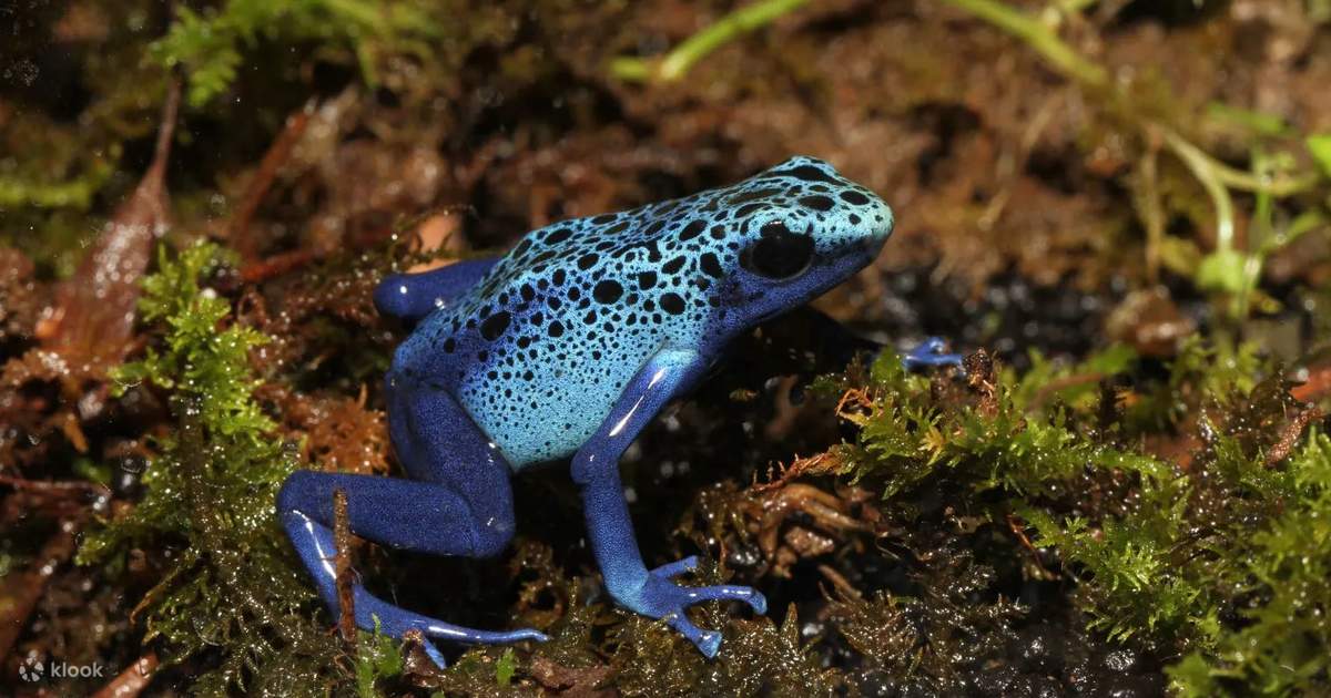 1 Day Interactive Frog Museum KawaZoo Admission in Shizuoka (Direct ...