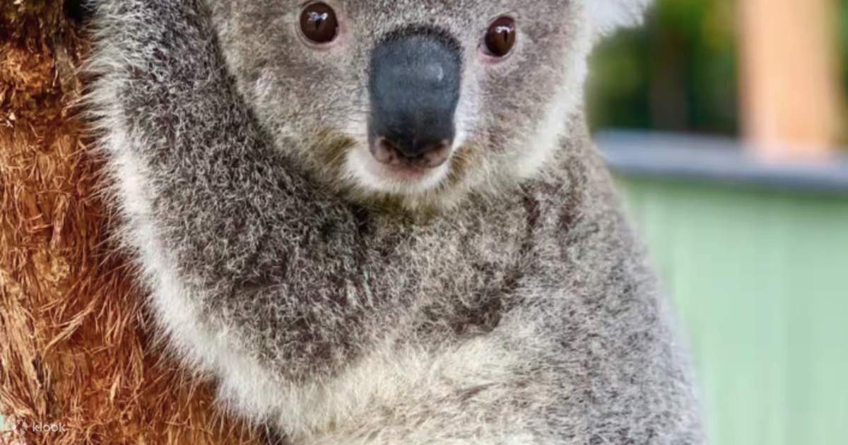 Aussie Wildlife, BBQ Lunch, Wine & Boomerang Experience - Klook
