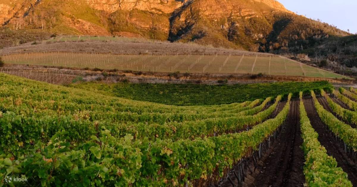 Join In Wine Tasting Experience in Groot Constantia Wine Estate, Cape ...