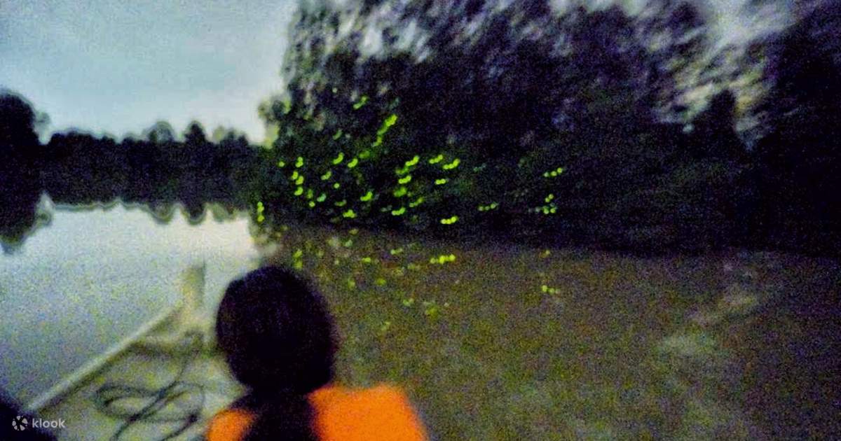 Kuala Selangor Fireflies Tour with Seafood Dinner and Boat Trip - Klook ...