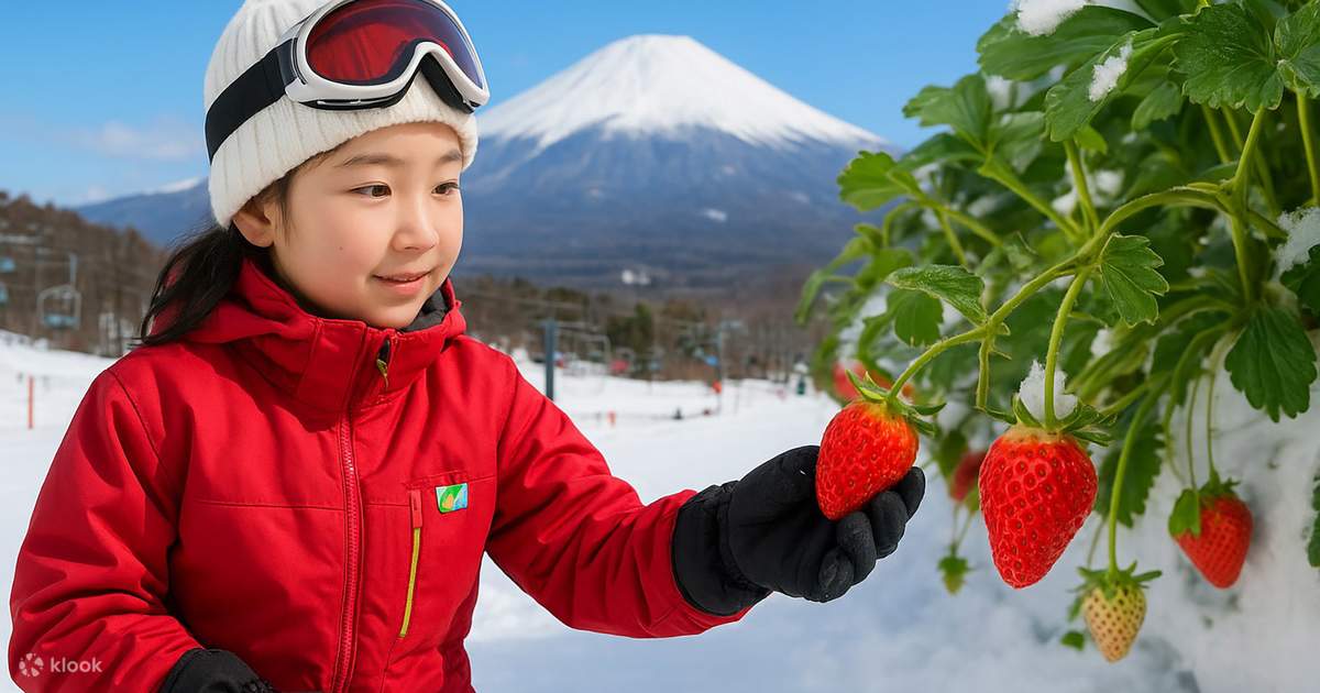 Mount Fuji Yeti Snow Resort Skiing/Snow Fun & Strawberry Picking Day ...