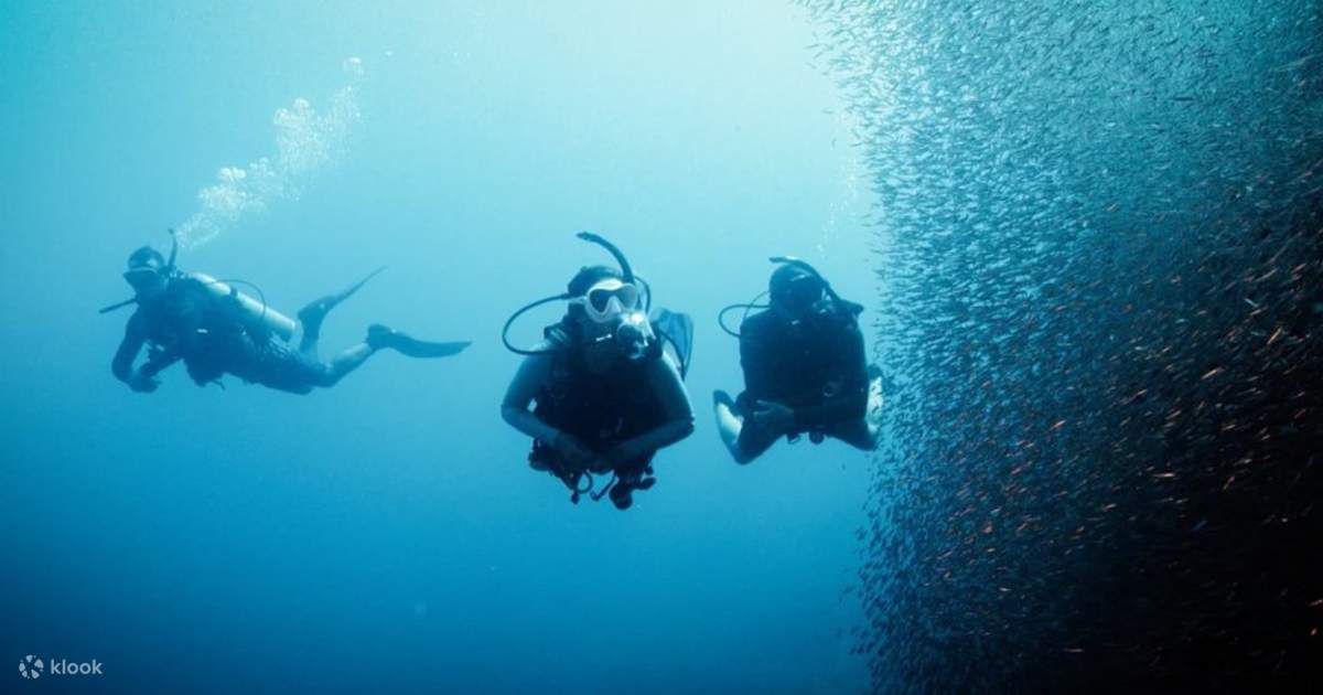 Kursus Penyelam Perairan Terbuka PADI di Pahang dengan PADI 5 Star Dive ...