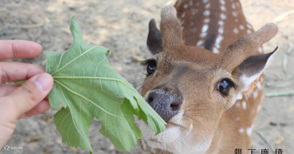 Paradise of Deer Admission Ticket - Kenting, Taiwan - Klook