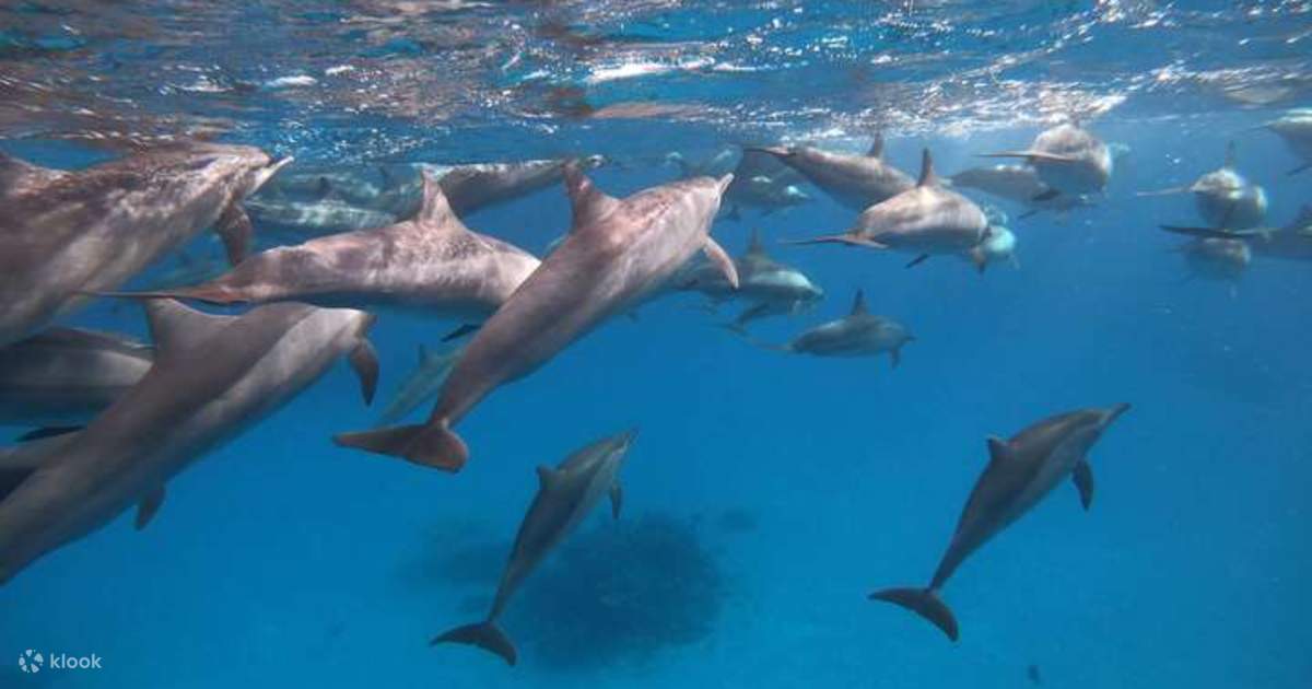 Excursión de buceo de un día a Marsa Alam Samadai Dolphin House - Klook ...