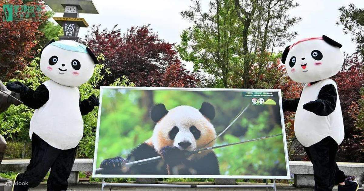 Berangkat dari Chengdu, Tur Satu Hari Grup Pribadi Relawan Pangkalan ...