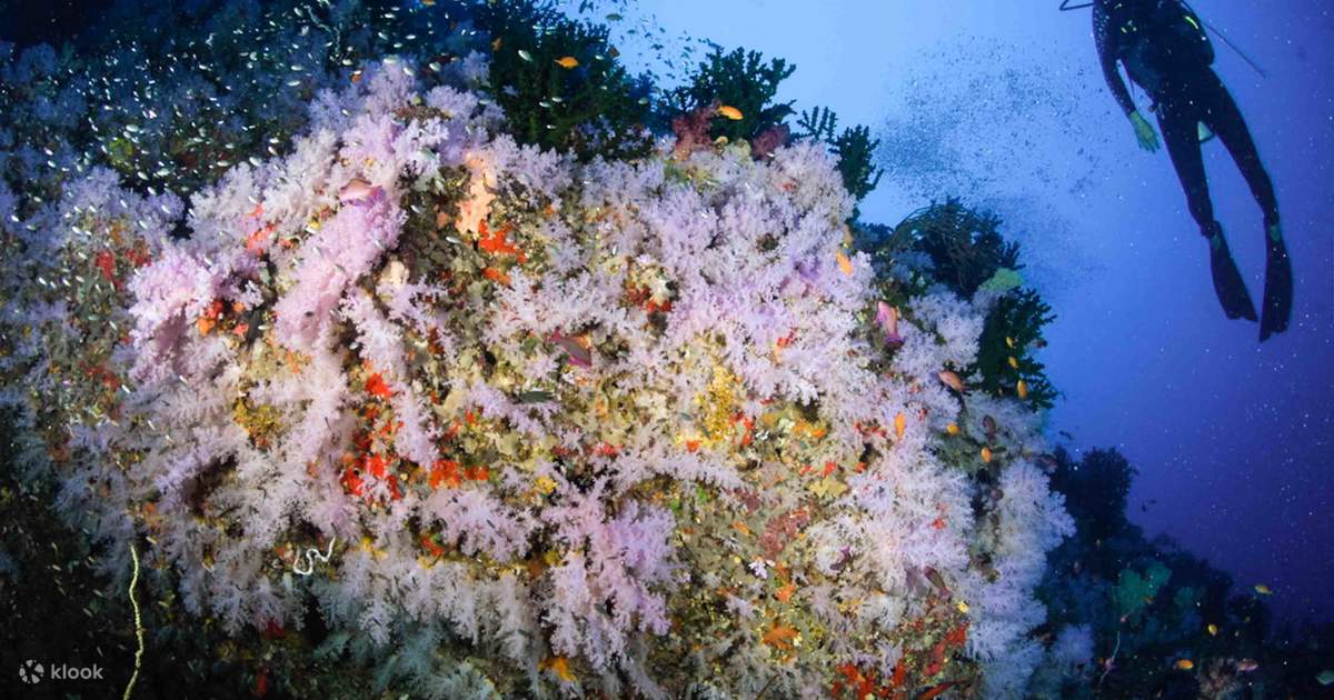 Jelajahi Rainbow Reef Diving di Kepulauan Fiji bersama PADI Freediver ...