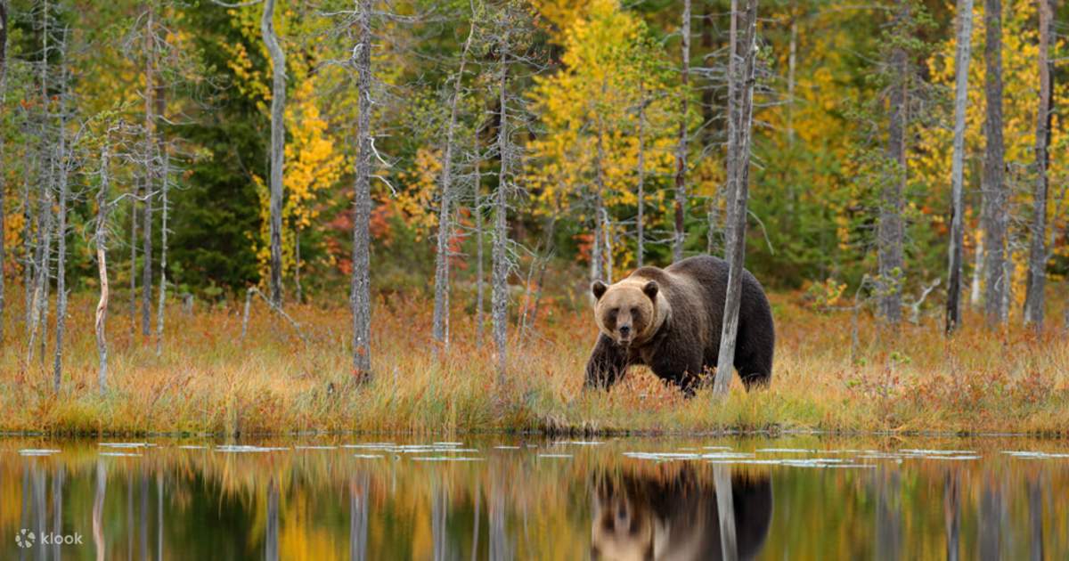 Bear Watching Evening Experience - Klook, Vereinigte Staaten
