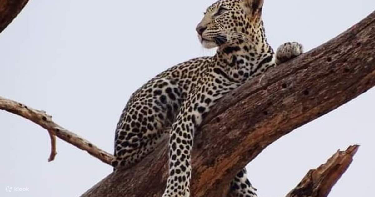 Nairobi National Park Day Tour in Nairobi - Klook