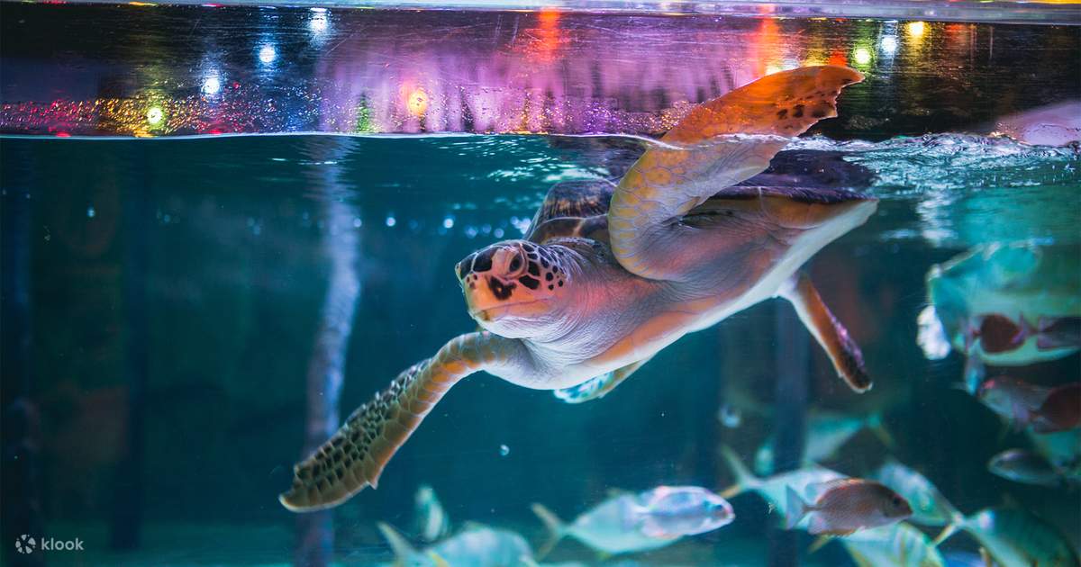 Buy Sea Life Bangkok Ocean World Ticket Online - Klook