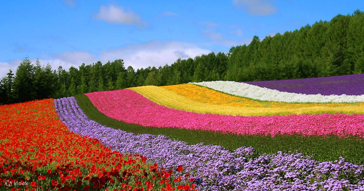 Biei Farm Tomita, Shikisai-no-Oka, Blue Pond, cascate di Shirahige e ...